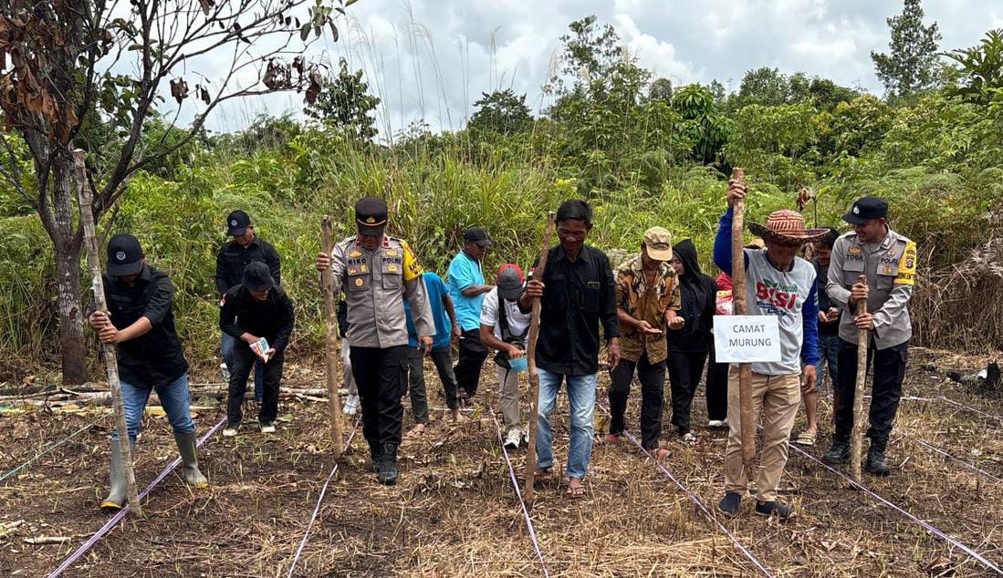 Polsek Murung Berkaloborasi Bersama Warga Tanam Jagung Hibrida - Tewenews